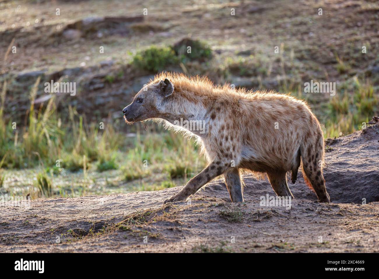 Side view of an adult male Spotted hyena, Crocuta crocuta, Masai Mara ...