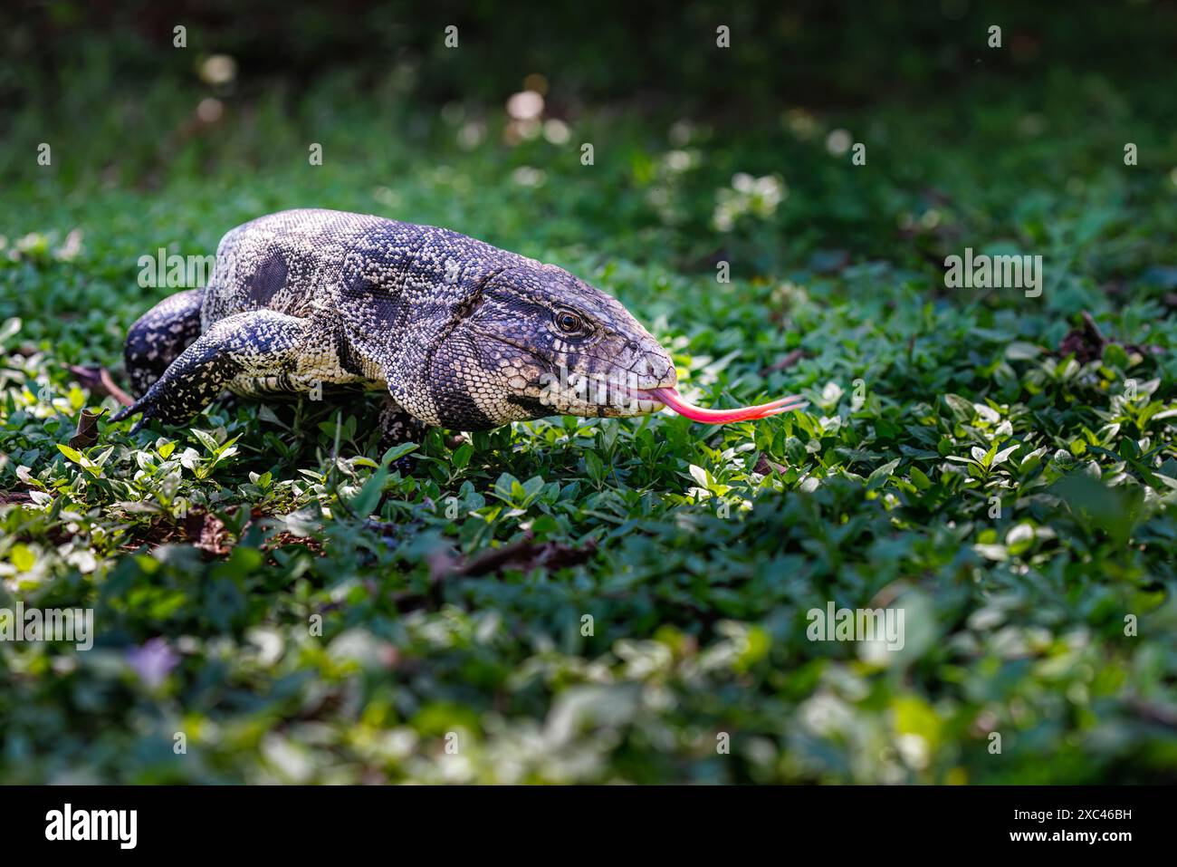 A tegus lizard (Salvator merianae) flicks out its forked tongue, Caiman ...