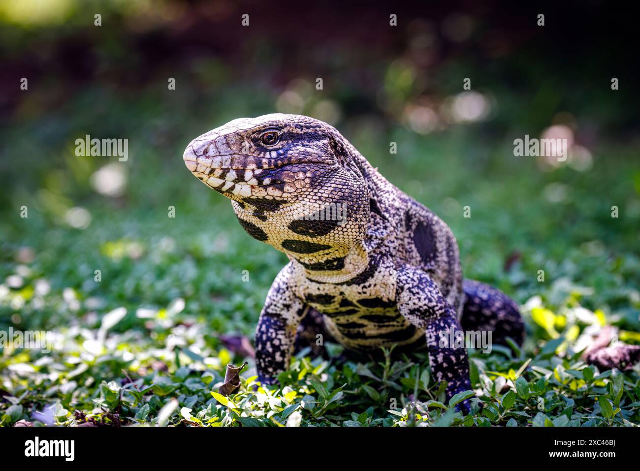 Tegus lizard (Salvator merianae) seen at Caiman Lodge in southern ...