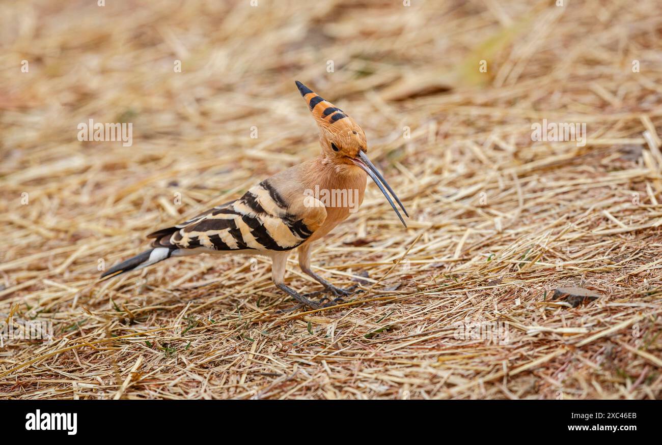 The Eurasian hoopoe (Upupa epops) in Ranthambore National Park ...