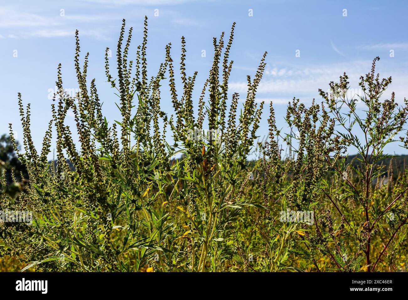 Ambrosia trifida, the giant ragweed, is a species of flowering plant in ...
