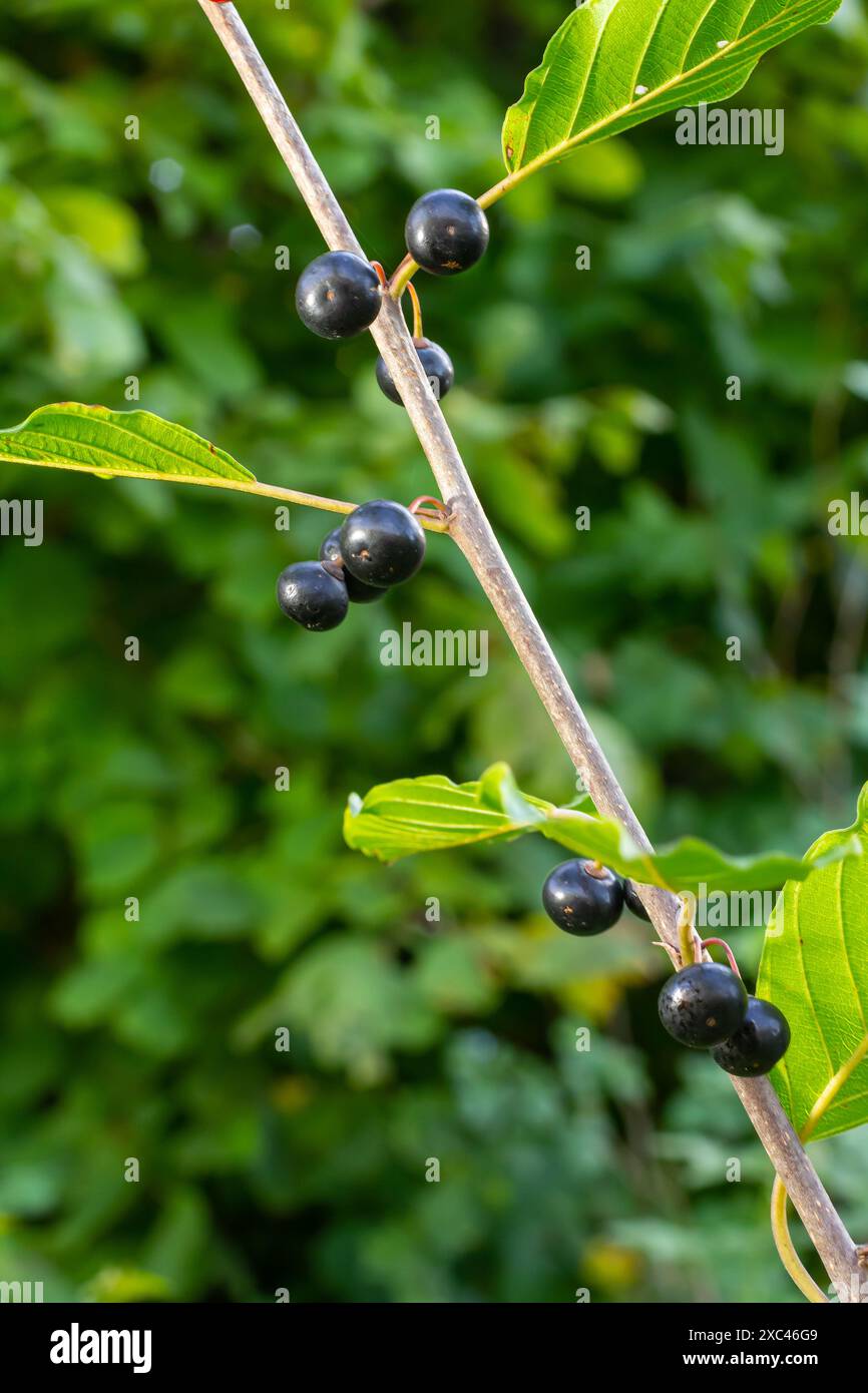 Leaves and fruits of the medicinal shrub Frangula alnus, Rhamnus ...