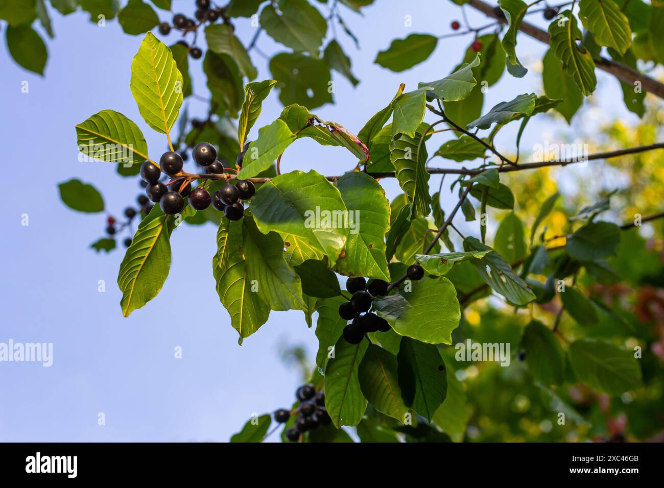 Leaves and fruits of the medicinal shrub Frangula alnus, Rhamnus ...