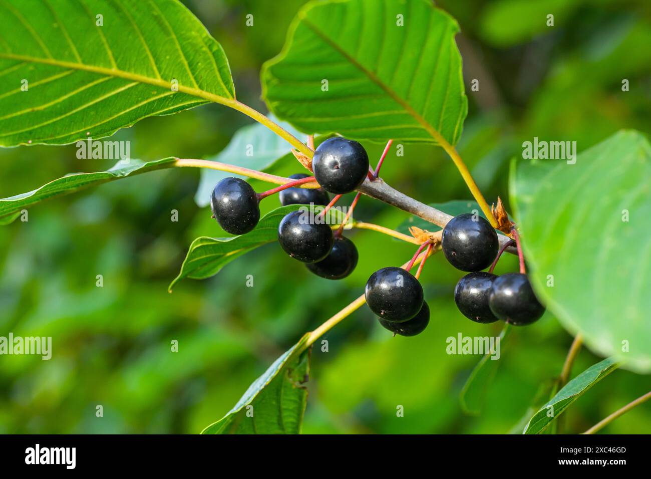 Leaves and fruits of the medicinal shrub Frangula alnus, Rhamnus ...