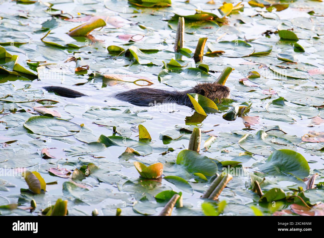 Nutria, coypu herbivorous, semiaquatic rodent family Myocastoridae ...