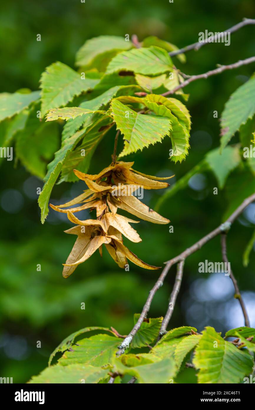 Branch of a hornbeam Carpinus betulus with drooping inflorescence and ...