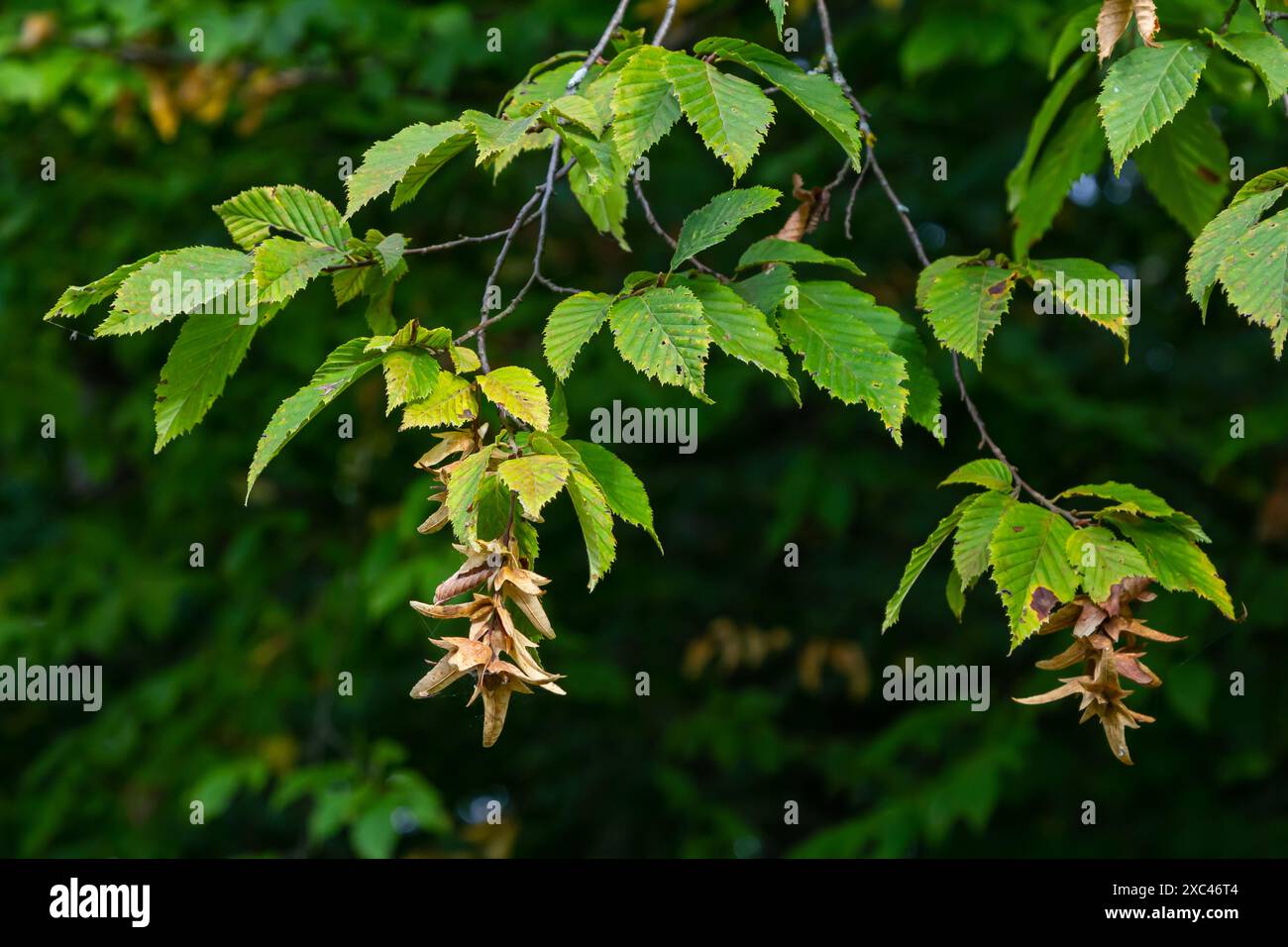 Branch of a hornbeam Carpinus betulus with drooping inflorescence and ...