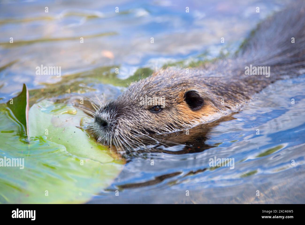 Nutria, coypu herbivorous, semiaquatic rodent family Myocastoridae ...