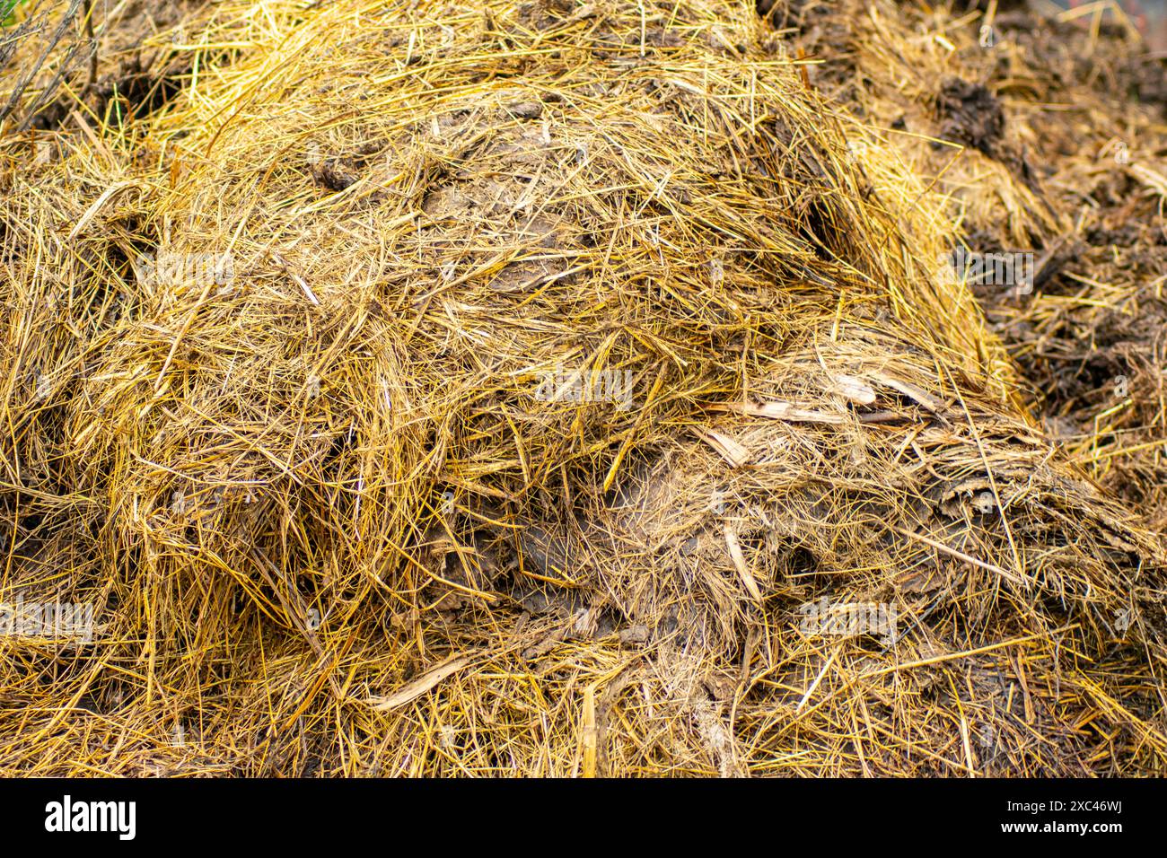 close-up view of a pile of cow manure to be used as fertilizer Stock ...