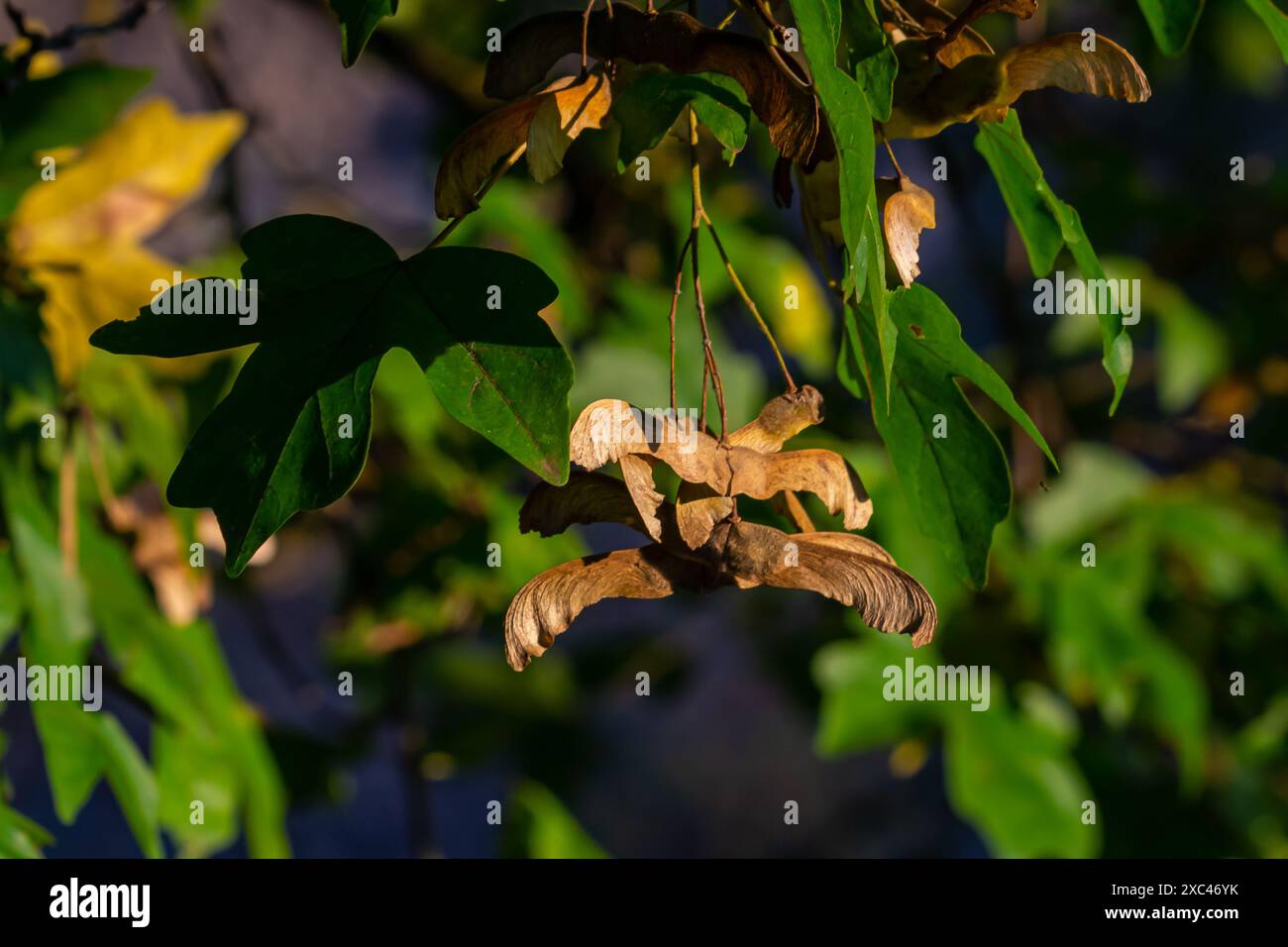 Bunch of fruits of Acer platanoides, also known as Norway maple. The ...