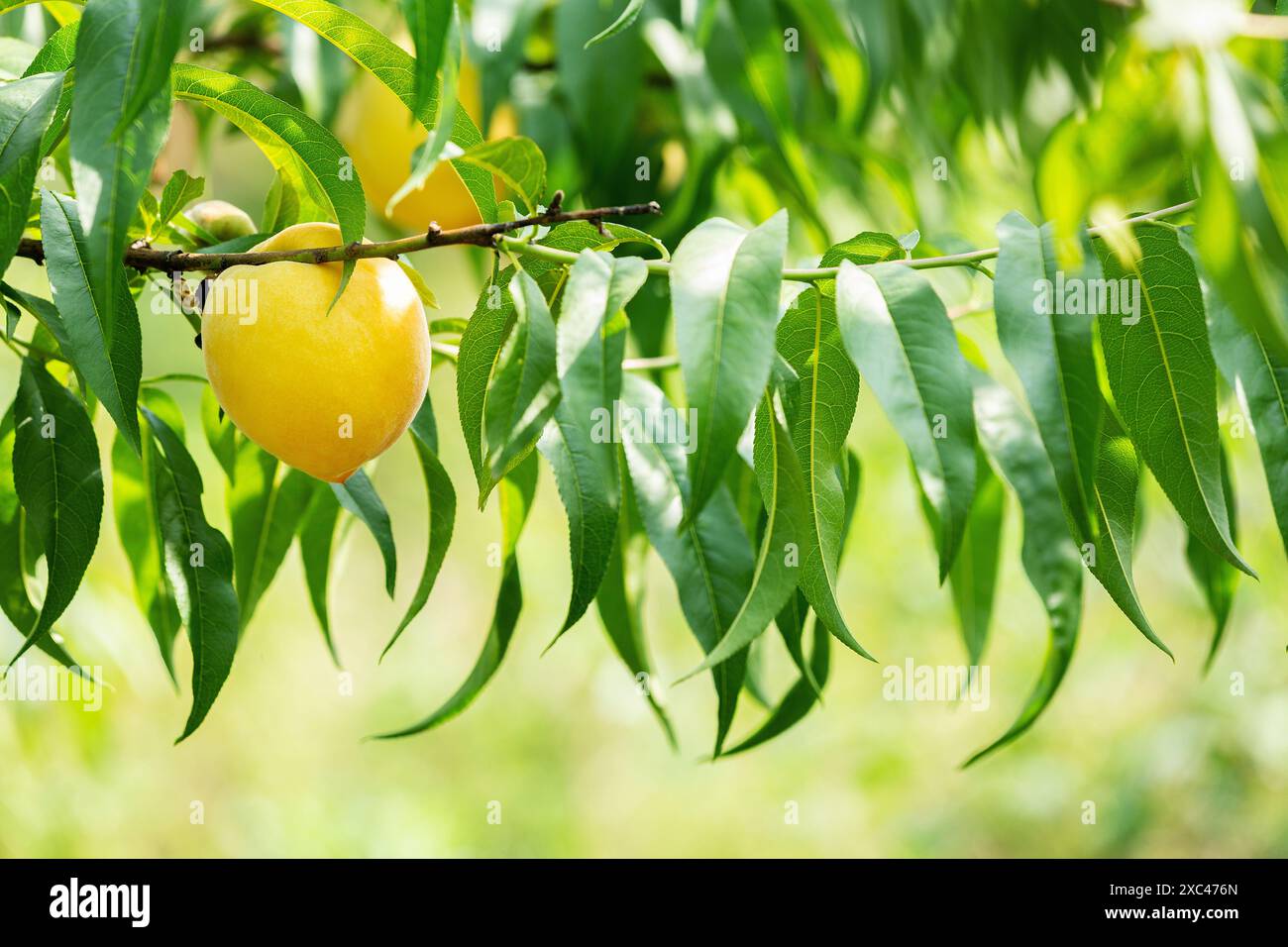 Harvest yellow peach trees in the orchard Stock Photo - Alamy