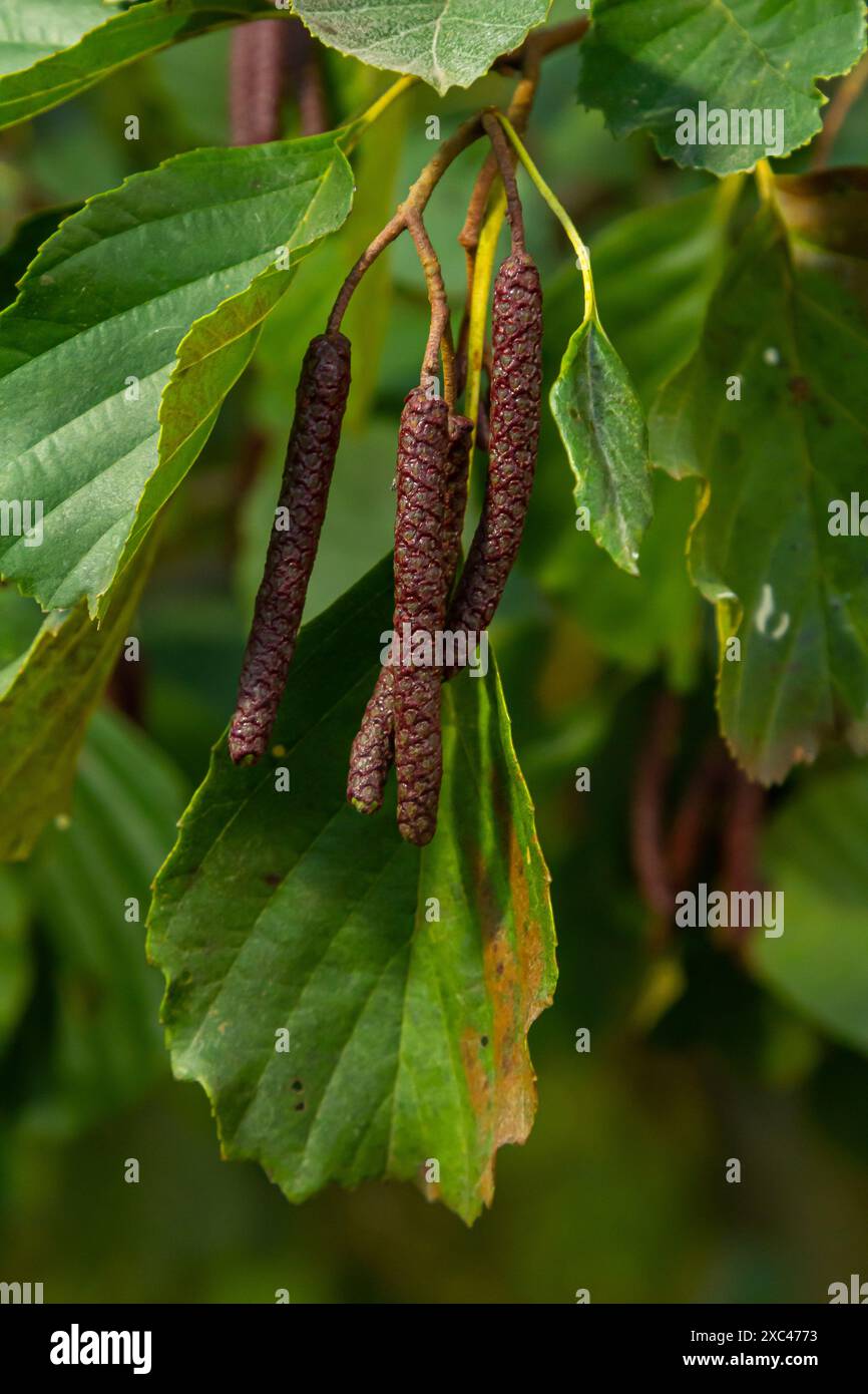 Speckled alders spread their seed through cone-like structures Stock ... Speckled alders spread their seed through cone-like structures Stock ...