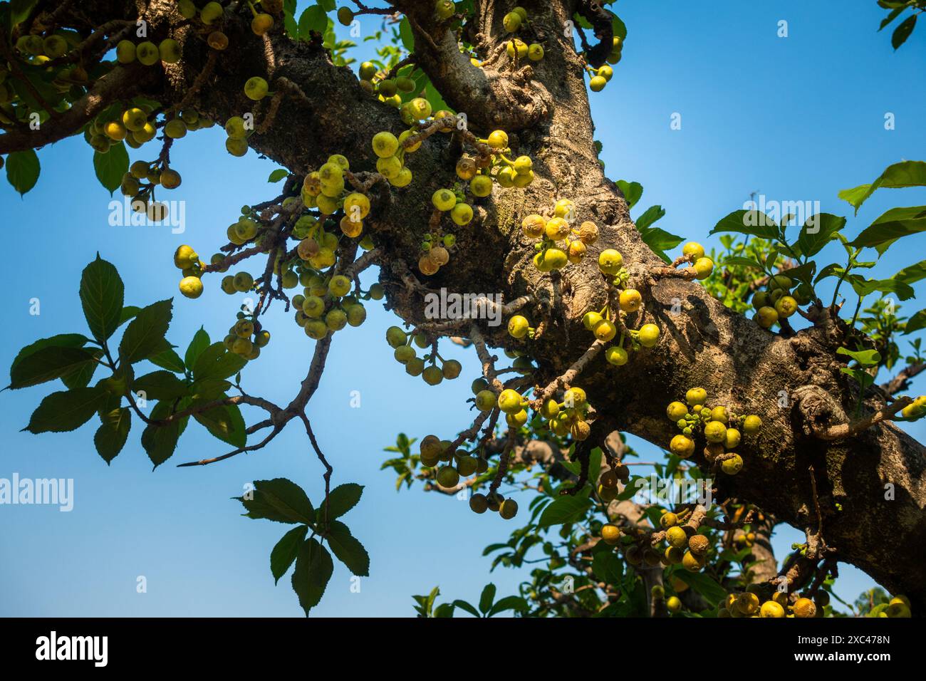 Ficus racemosa, also known as the cluster fig, red river fig, or gular ...