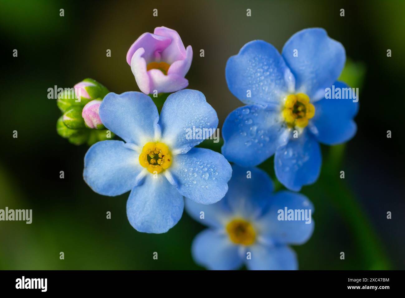 The blue flowers forget-me-not plant Stock Photo - Alamy