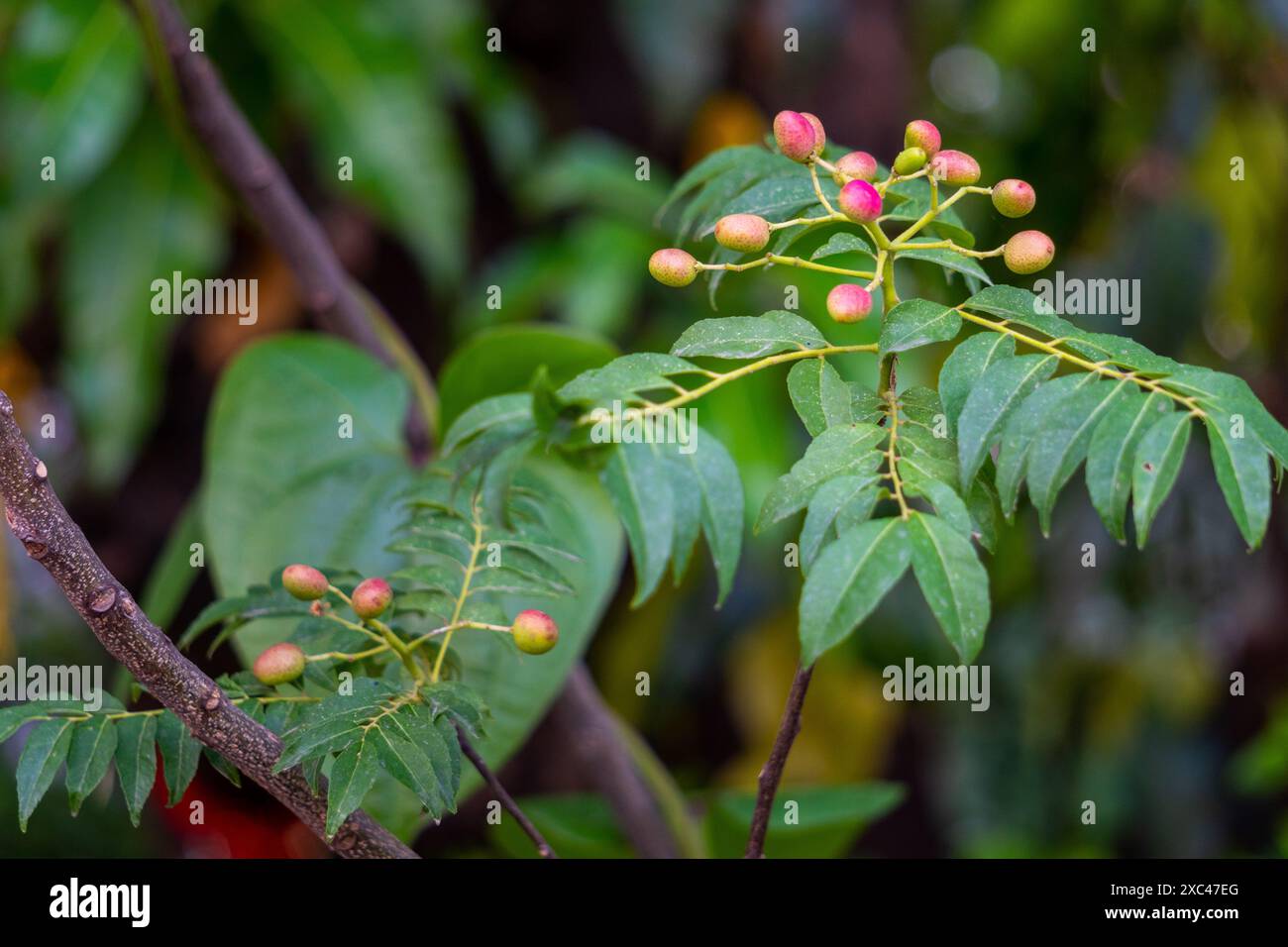 Curry leaf tree hi-res stock photography and images - Alamy