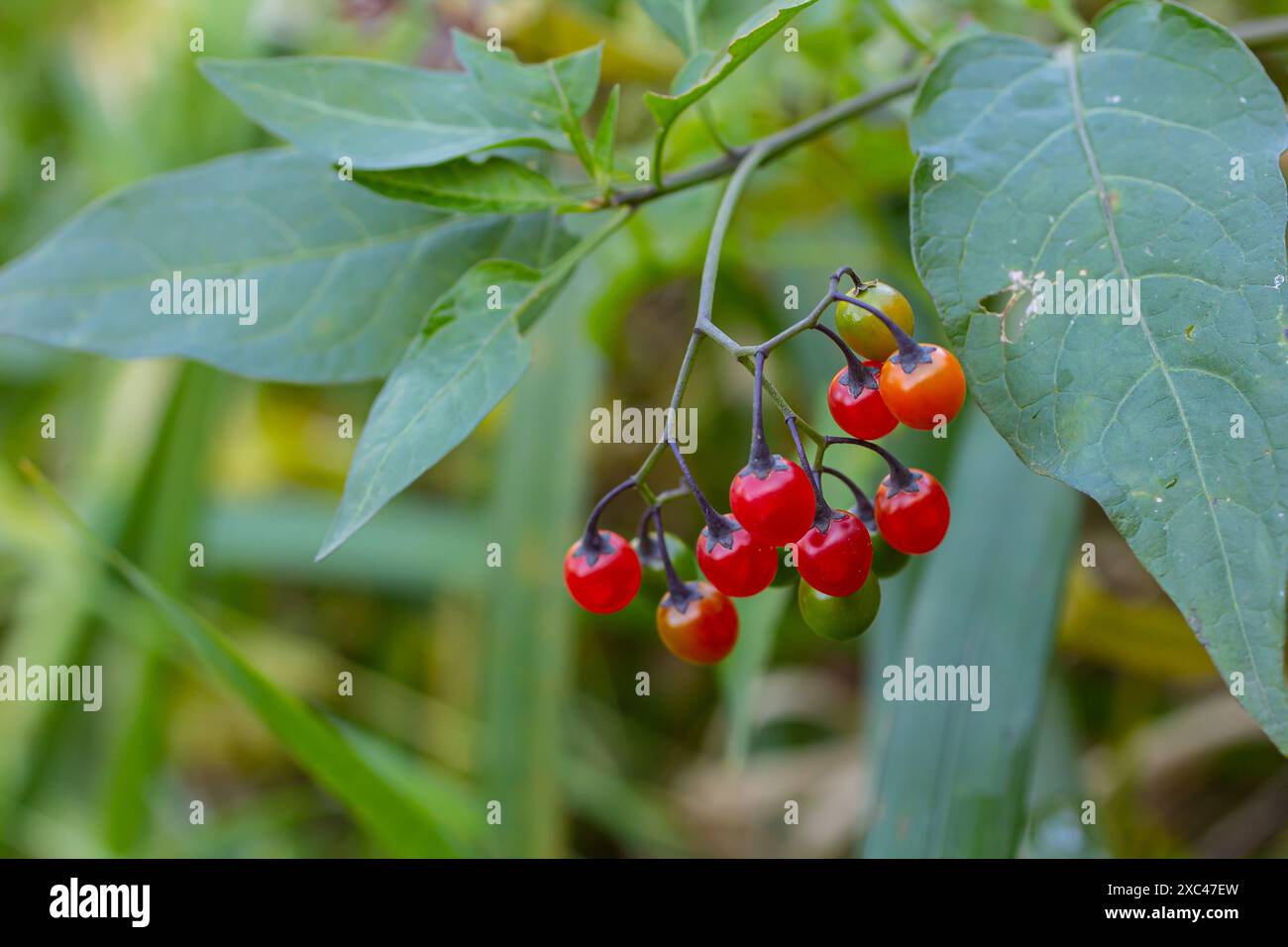 Climbing nightshade hi-res stock photography and images - Alamy