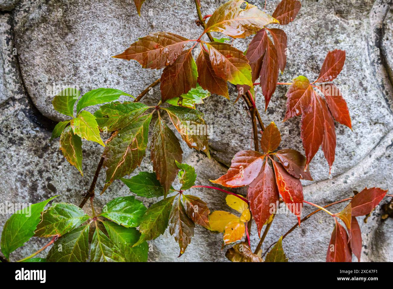 View of beautiful red discolored leaves of a Parthenocissus ...
