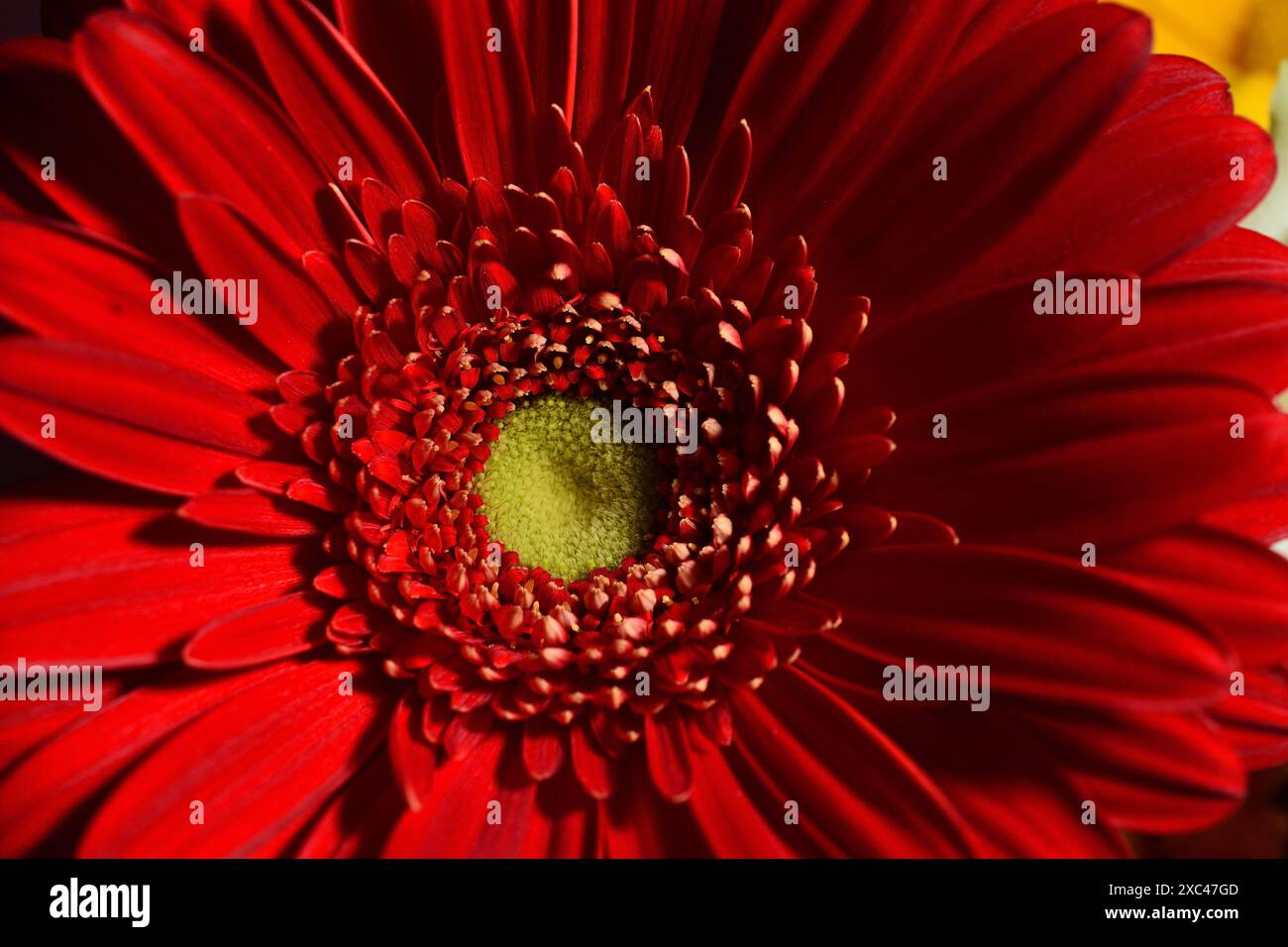 Gerbera flower photography hi-res stock photography and images - Alamy