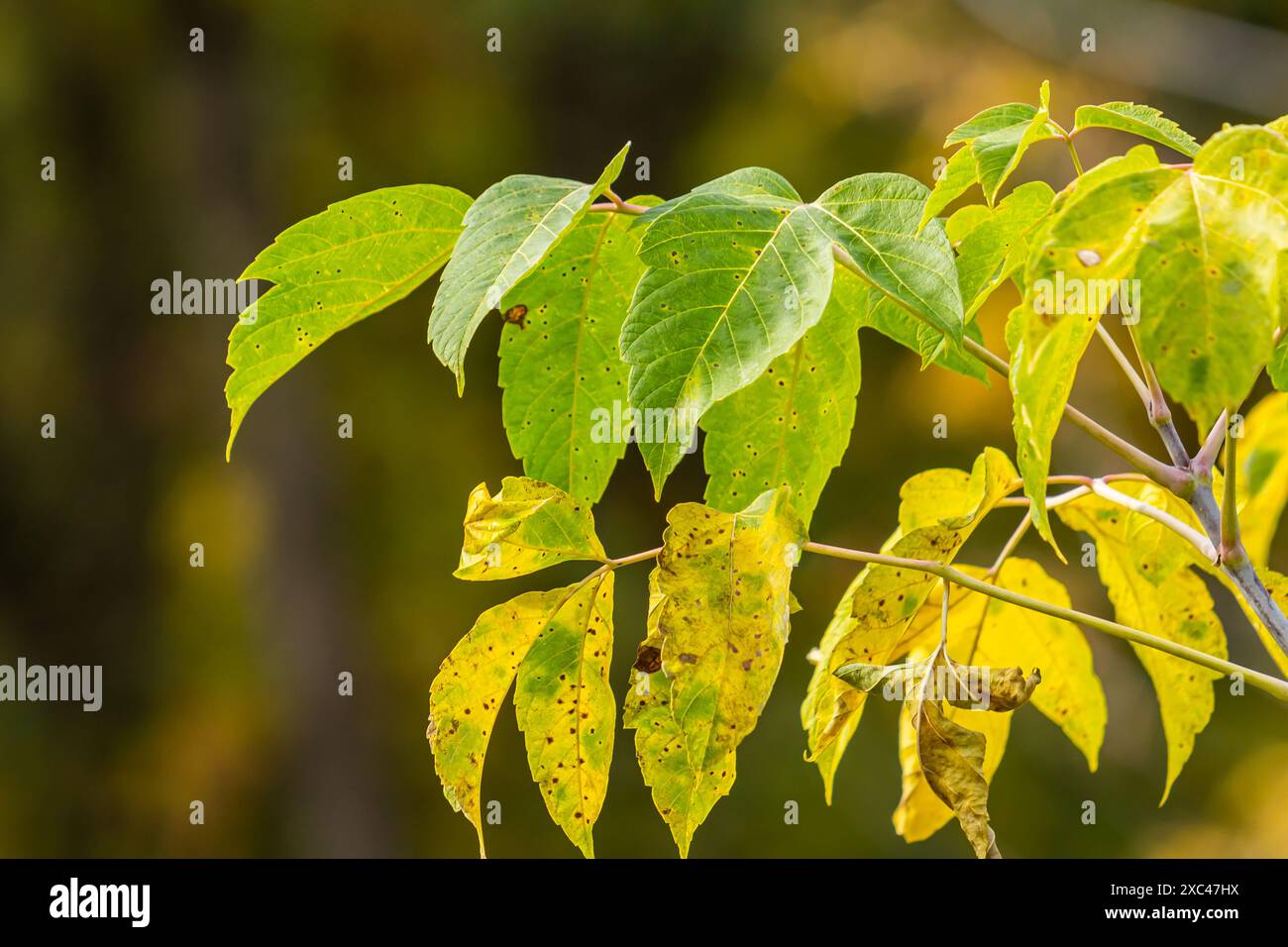 Autumnal leaves of an ash-leaved maple Acer negundo tree in the autumn ...