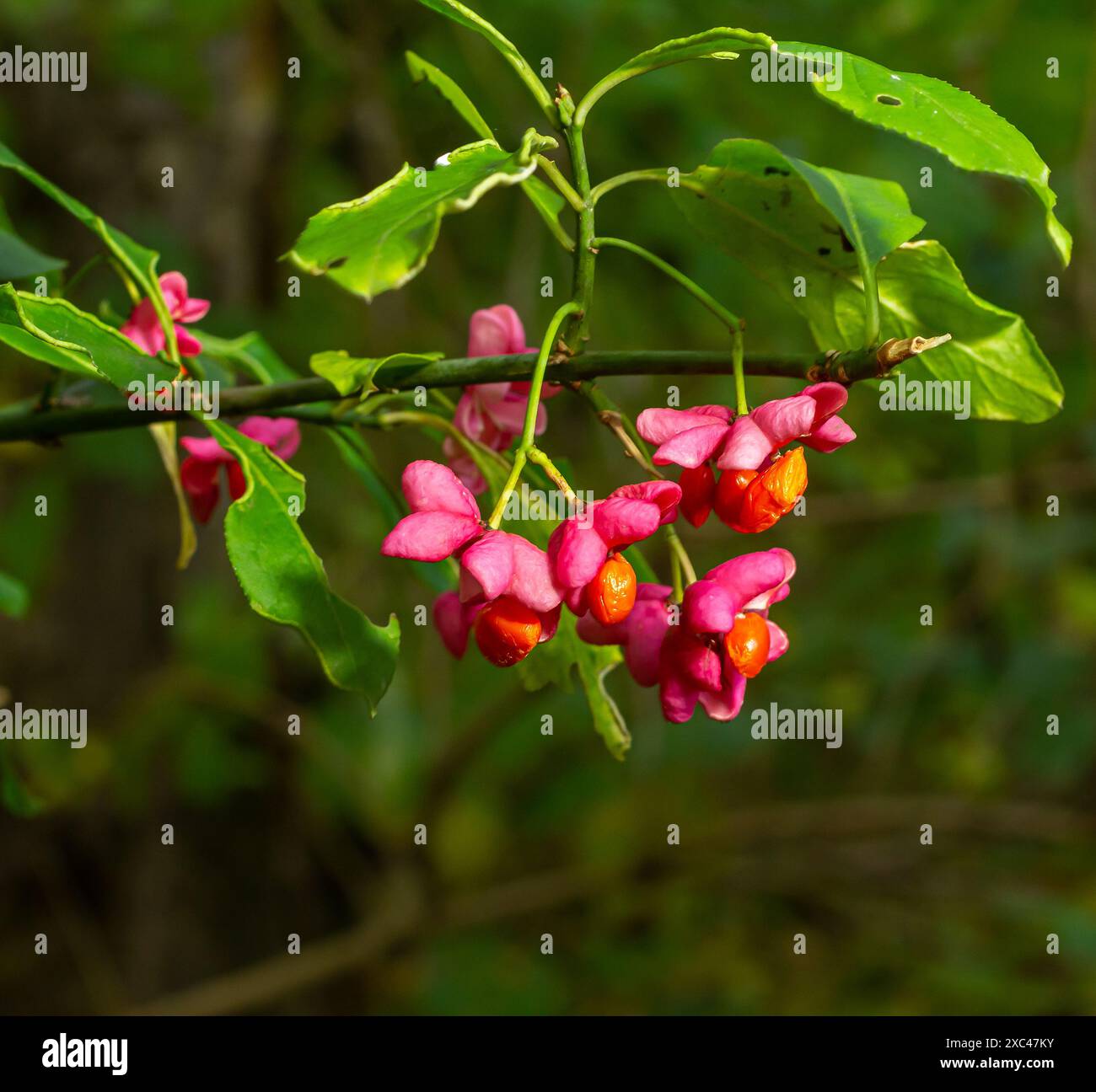 Euonymus europaeus, common spindle pink fruits closeup selective focus ...