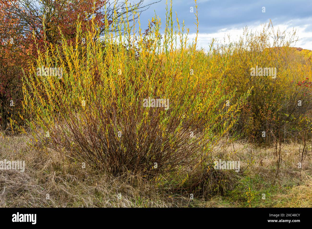 Salix purpurea purple willow or osier is a species of Salix native to ...