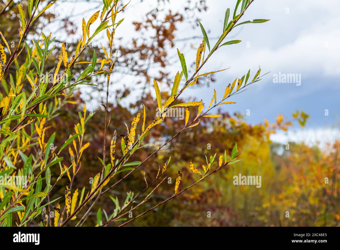 Salix purpurea purple willow or osier is a species of Salix native to ...