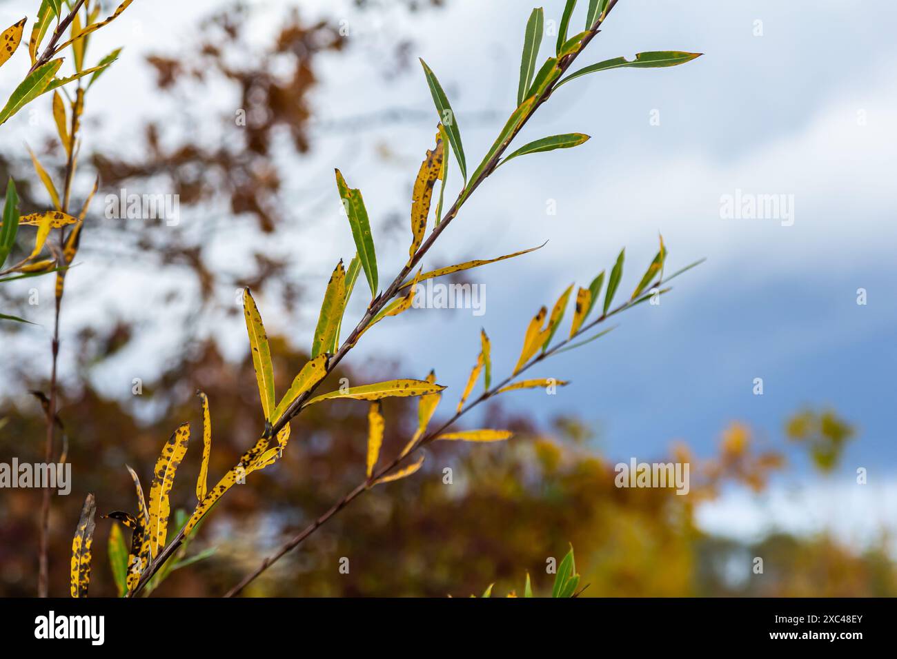 Salix purpurea purple willow or osier is a species of Salix native to ...