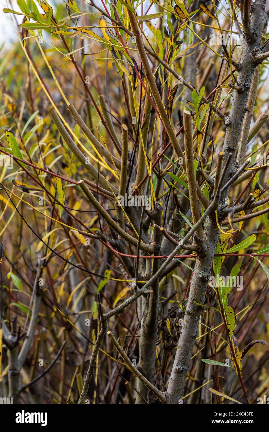 Salix purpurea purple willow or osier is a species of Salix native to ...
