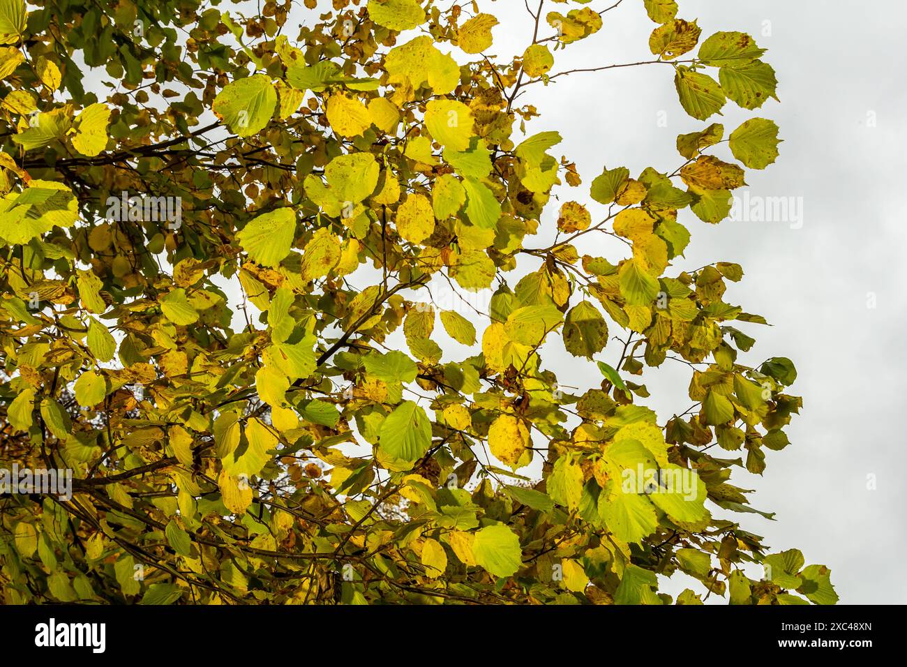 Witch hazel autumn foliage hamamelis hi-res stock photography and ...
