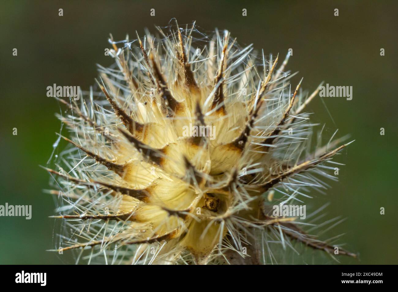 Small teasel Dipsacus pilosus seed head in winter. Dead inflorescence ...