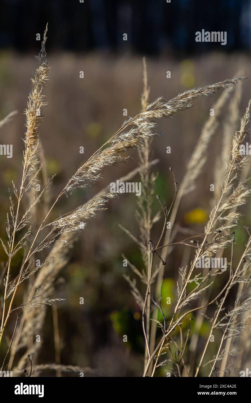 Inflorescence of wood small-reed Calamagrostis epigejos on a meadow ...