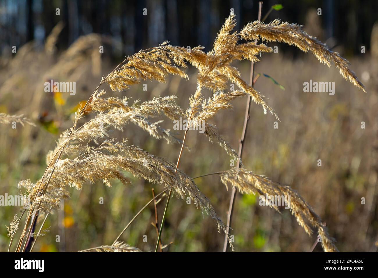 Inflorescence of wood small-reed Calamagrostis epigejos on a meadow ...