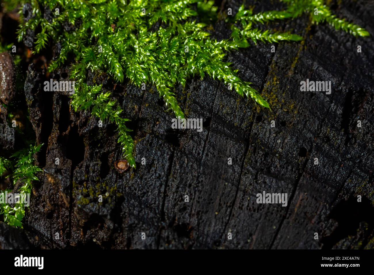 Precious drops of water from the morning dew covering an isolated plant ...