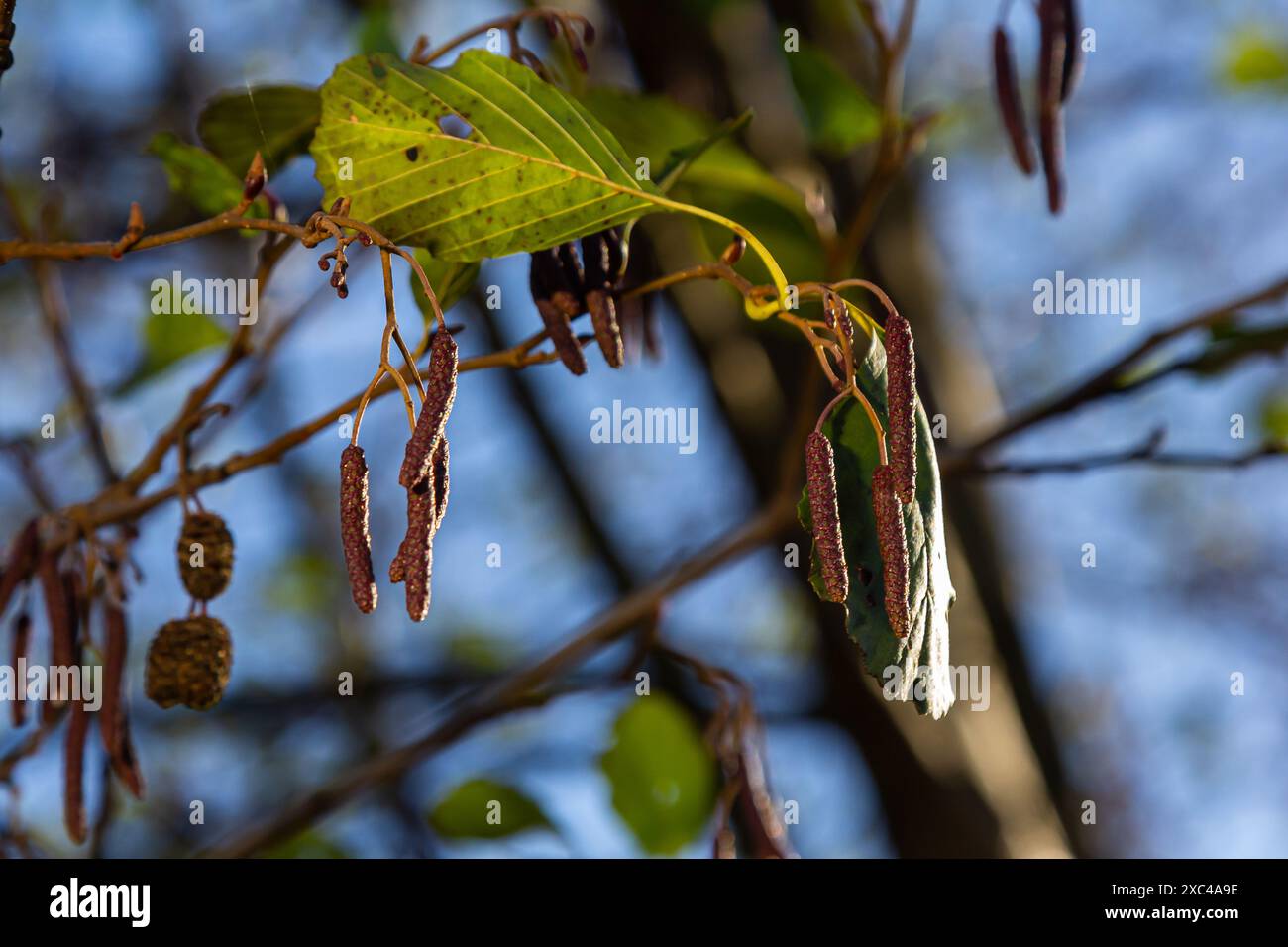 Speckled alders spread their seed through cone-like structures Stock ...
