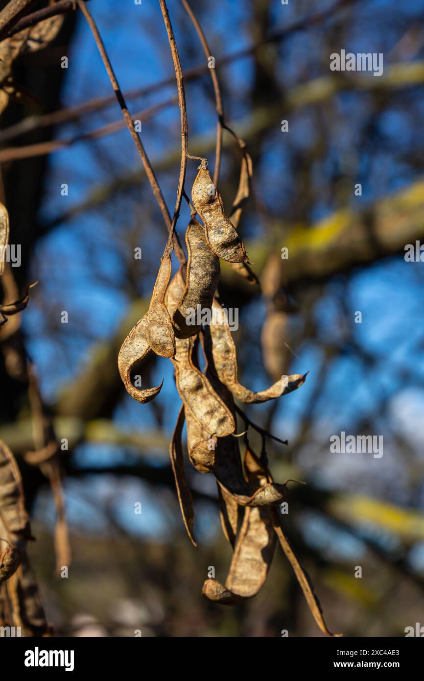 Close up of a brown color 'Robinia pseudoacacia' seed pod against a ...