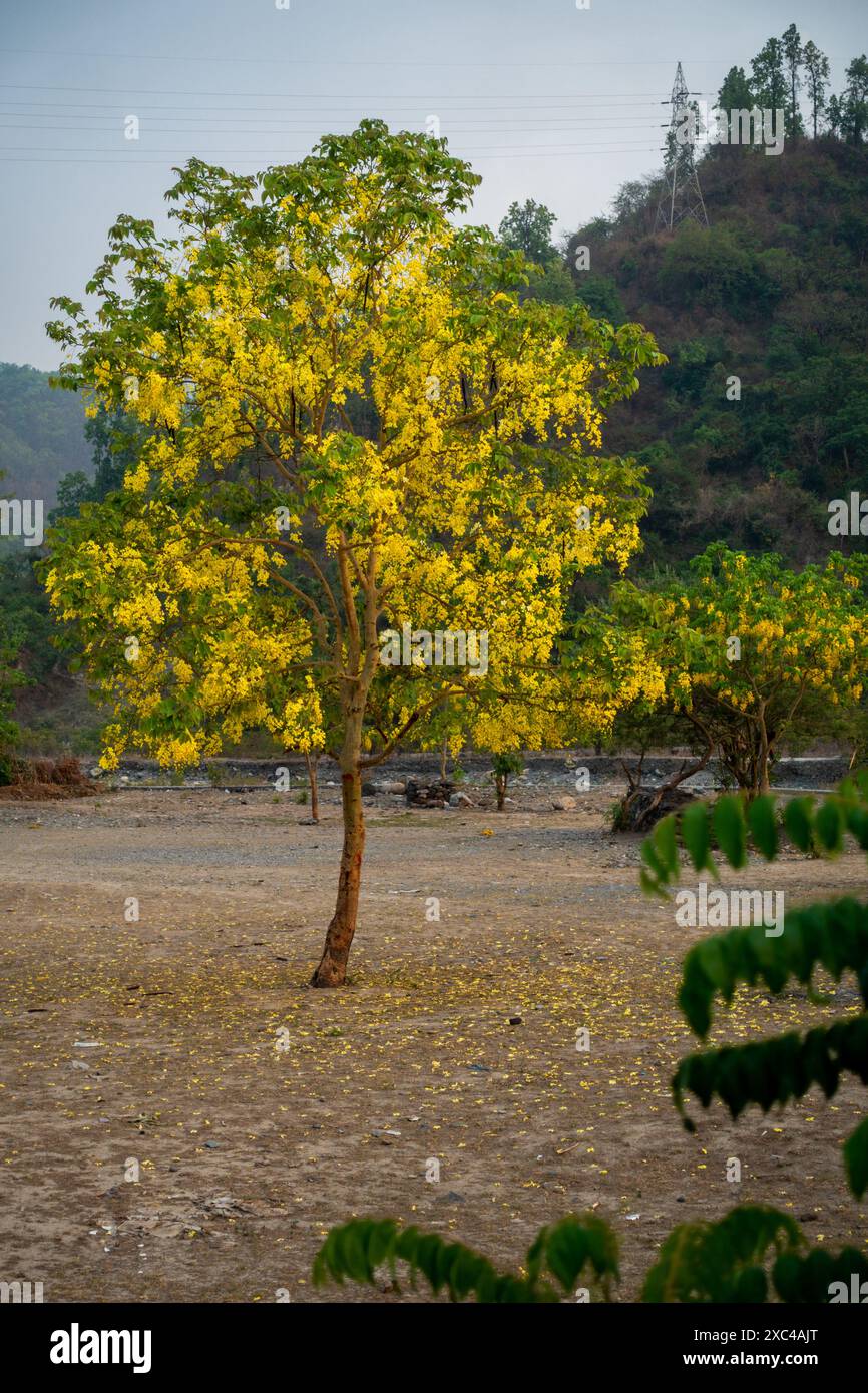 Gulmohar, Yellow Flamboyant, Copper Pod trees in Uttarakhand forests ...