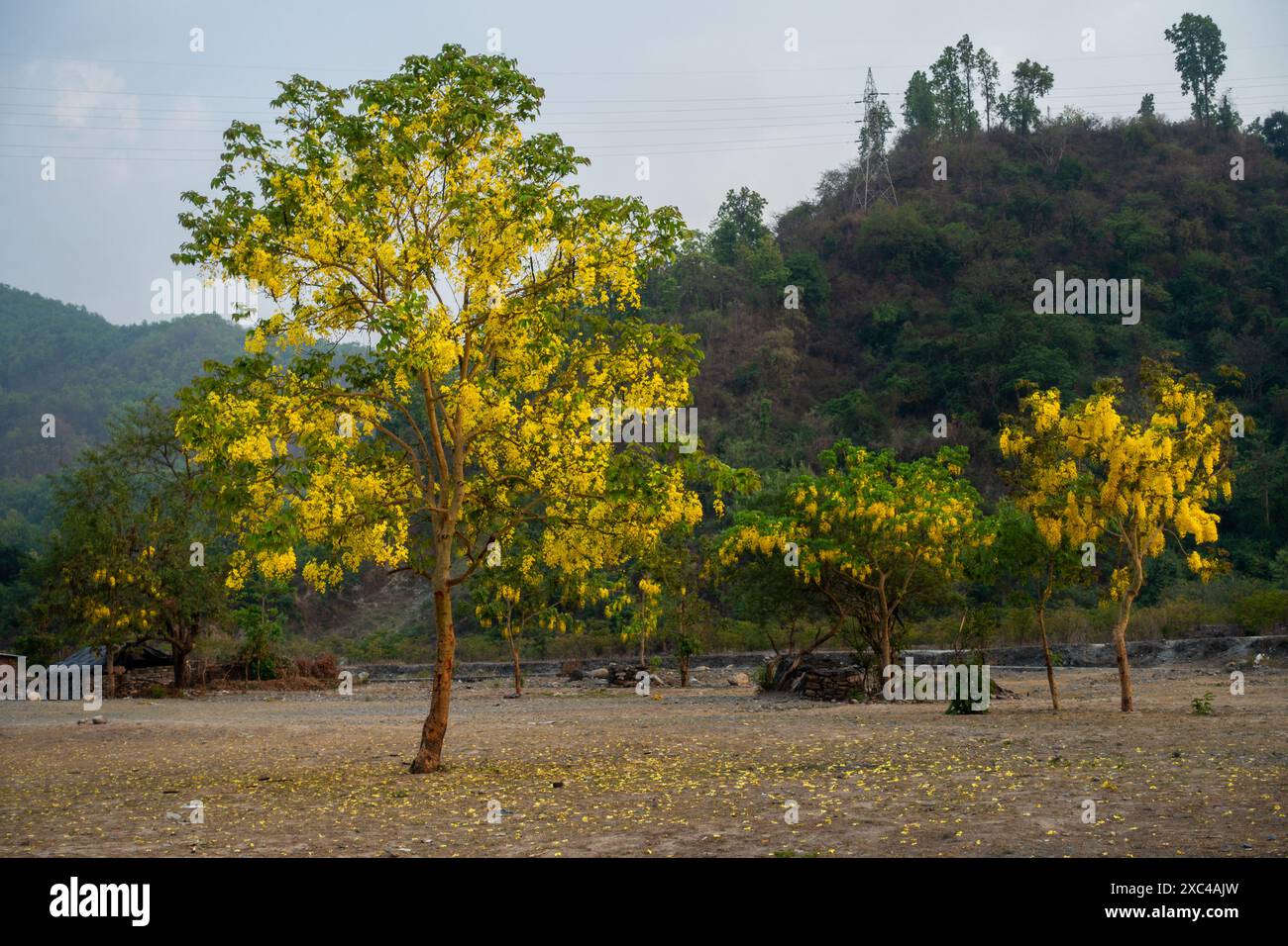 Gulmohar, Yellow Flamboyant, Copper Pod trees in Uttarakhand forests ...