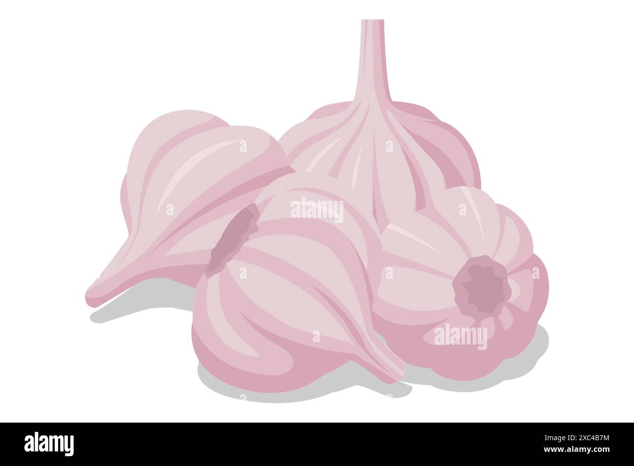 Isometric Garlic bulb . Garlic, pungent and aromatic, is a versatile ...