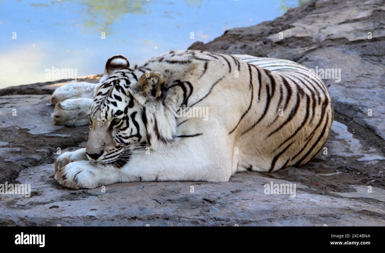Bengal white tiger (Panthera tigris tigris) resting on a rocky surface ...