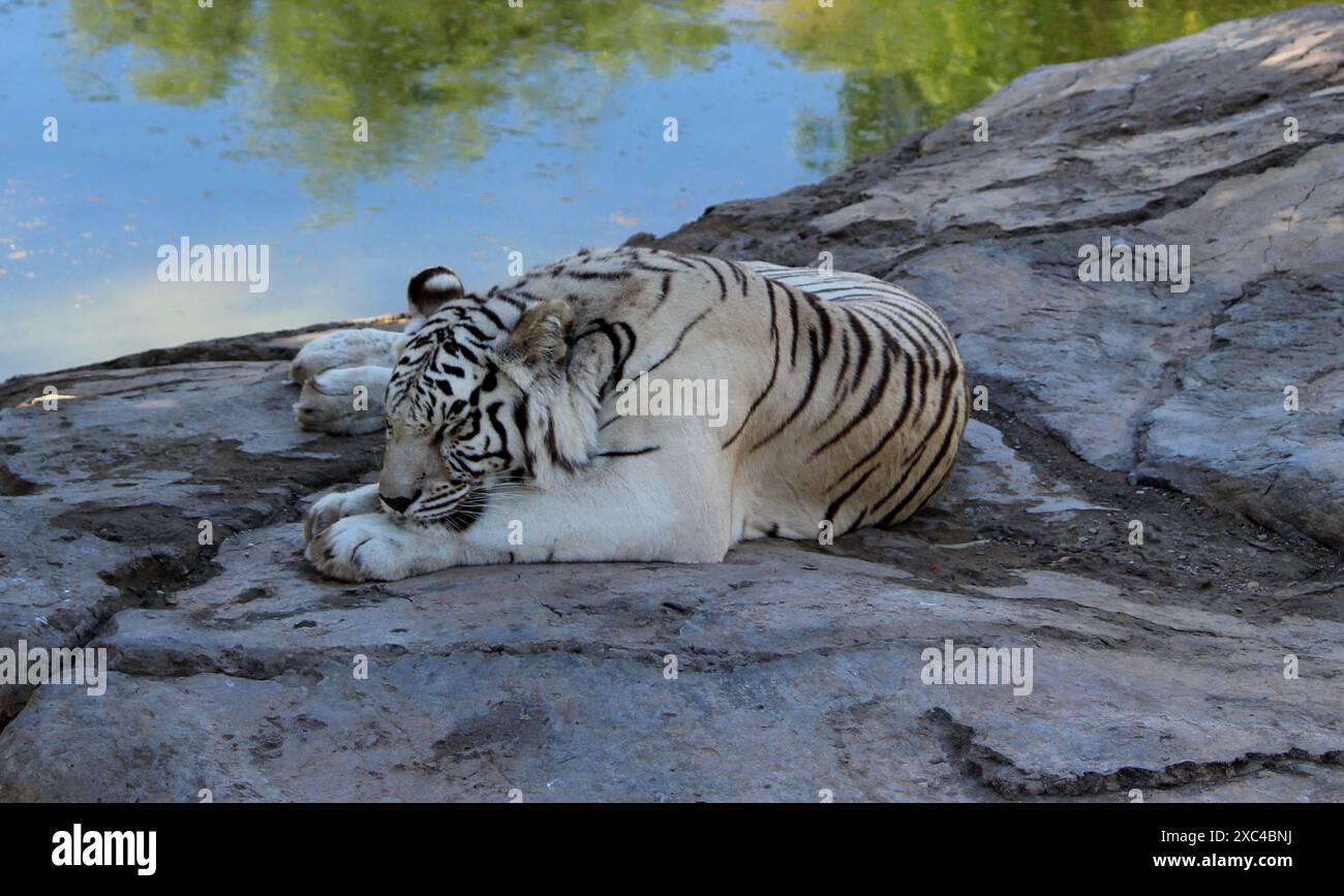 Bengal white tiger (Panthera tigris tigris) resting on a rocky surface ...
