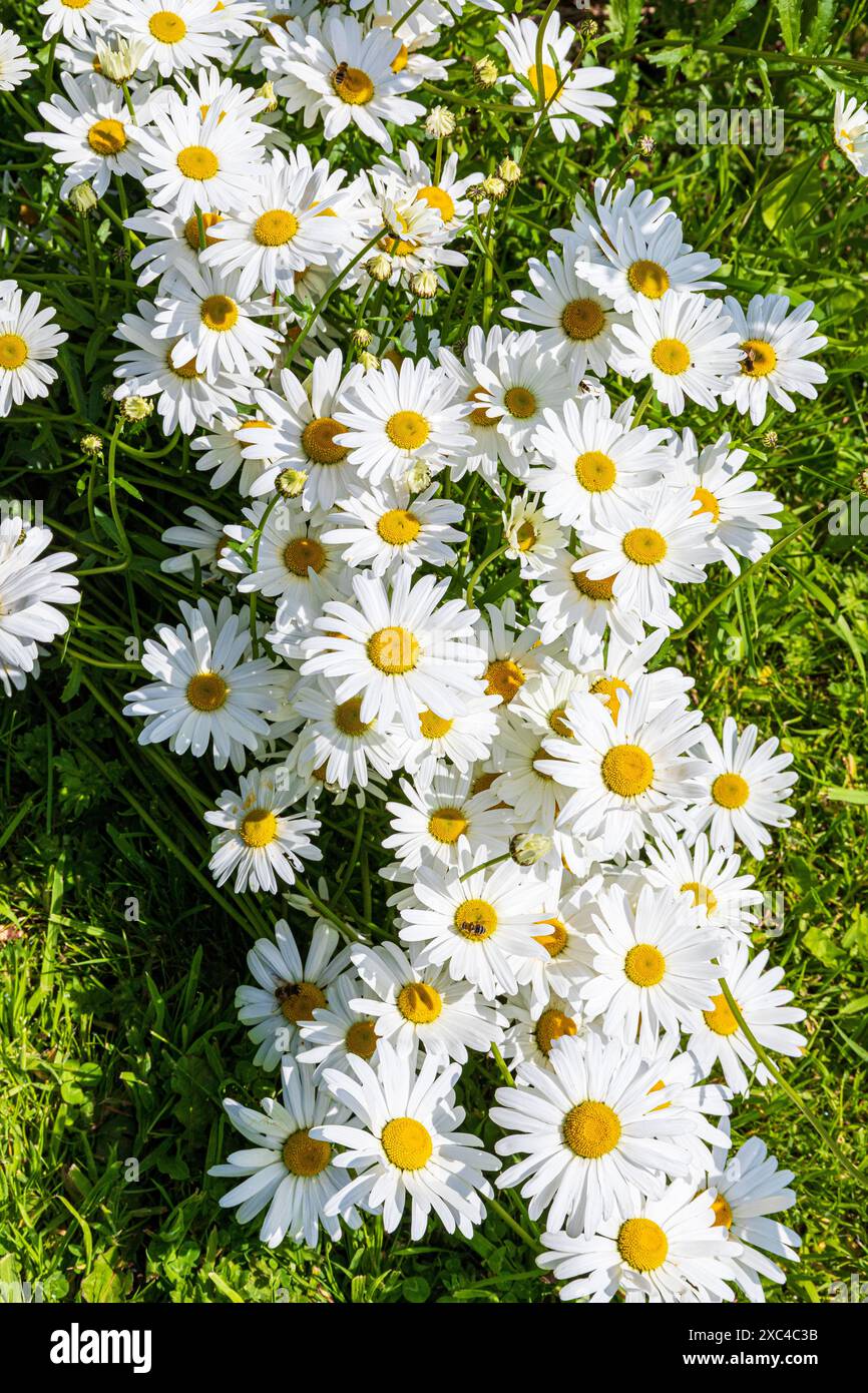 Oxeye daisies (Leucanthemum vulgare) in late May in Oxfordshire ...