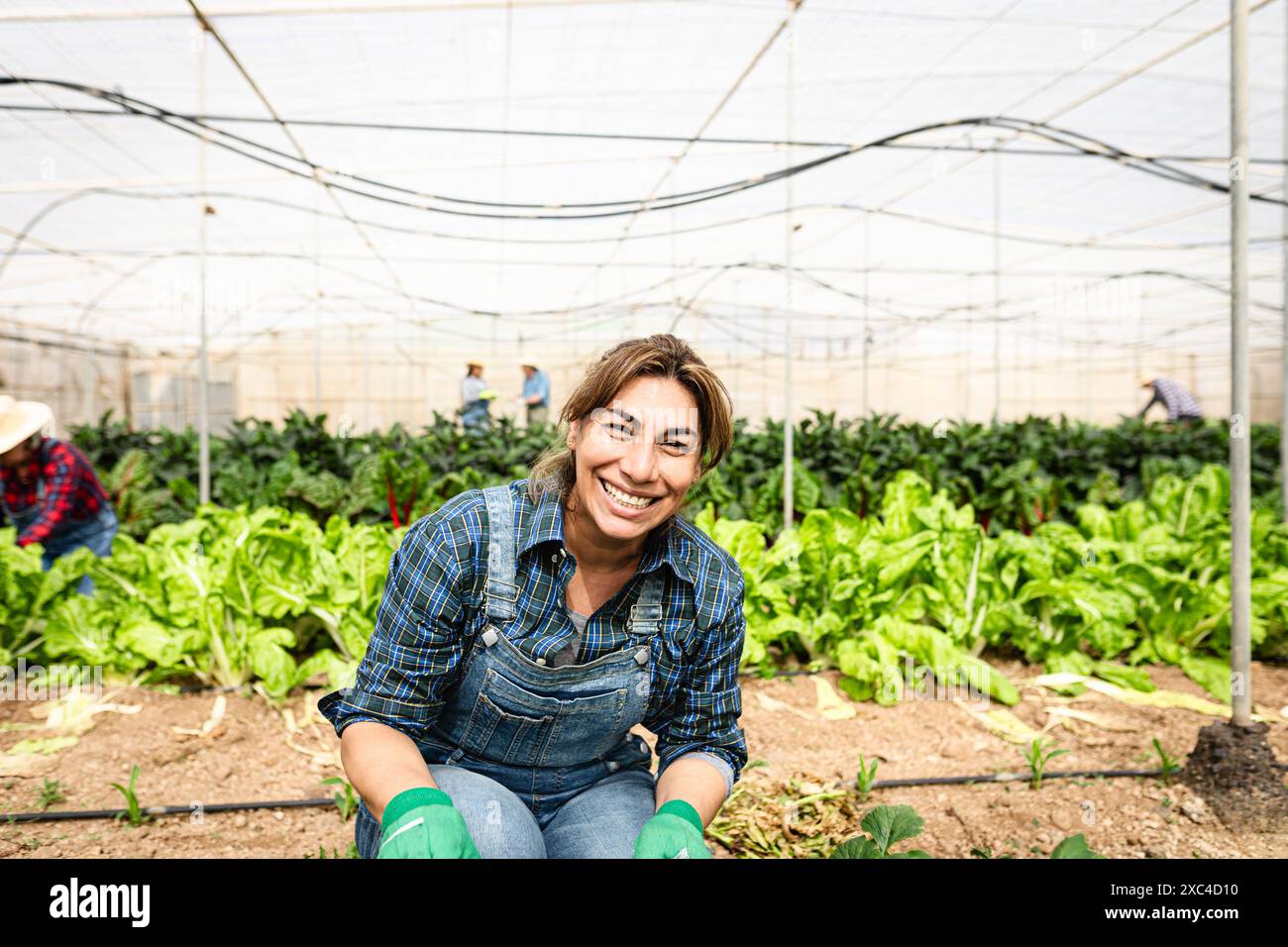 Happy Latin farmer working inside agricultural greenhouse - Farm people ...