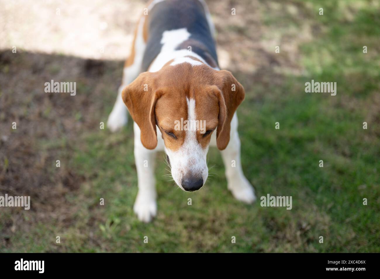 Brown beagle dog top view on blurred green grass background Stock Photo ...