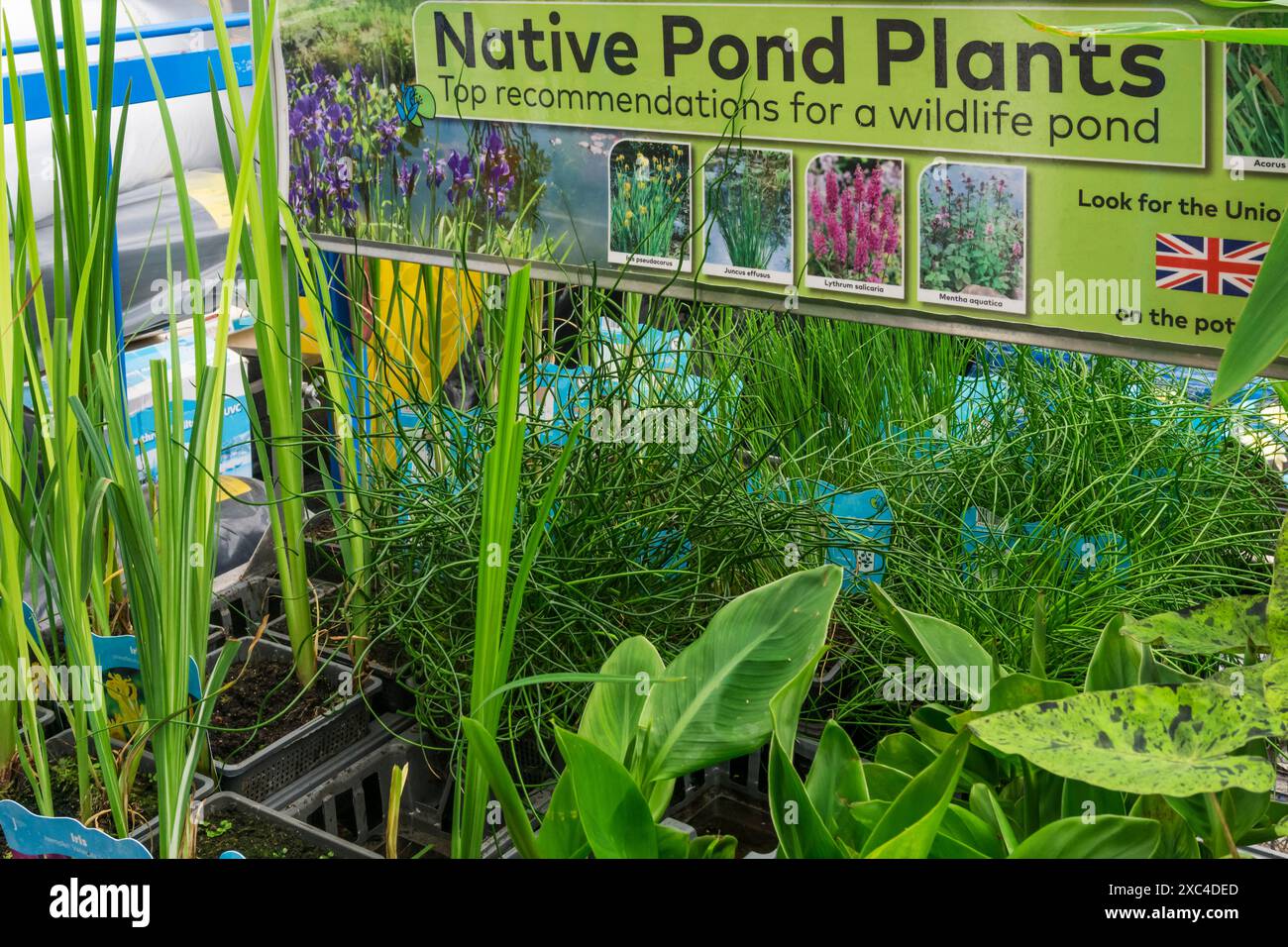 A garden centre display of native pond plants for planing in a wildlife ...