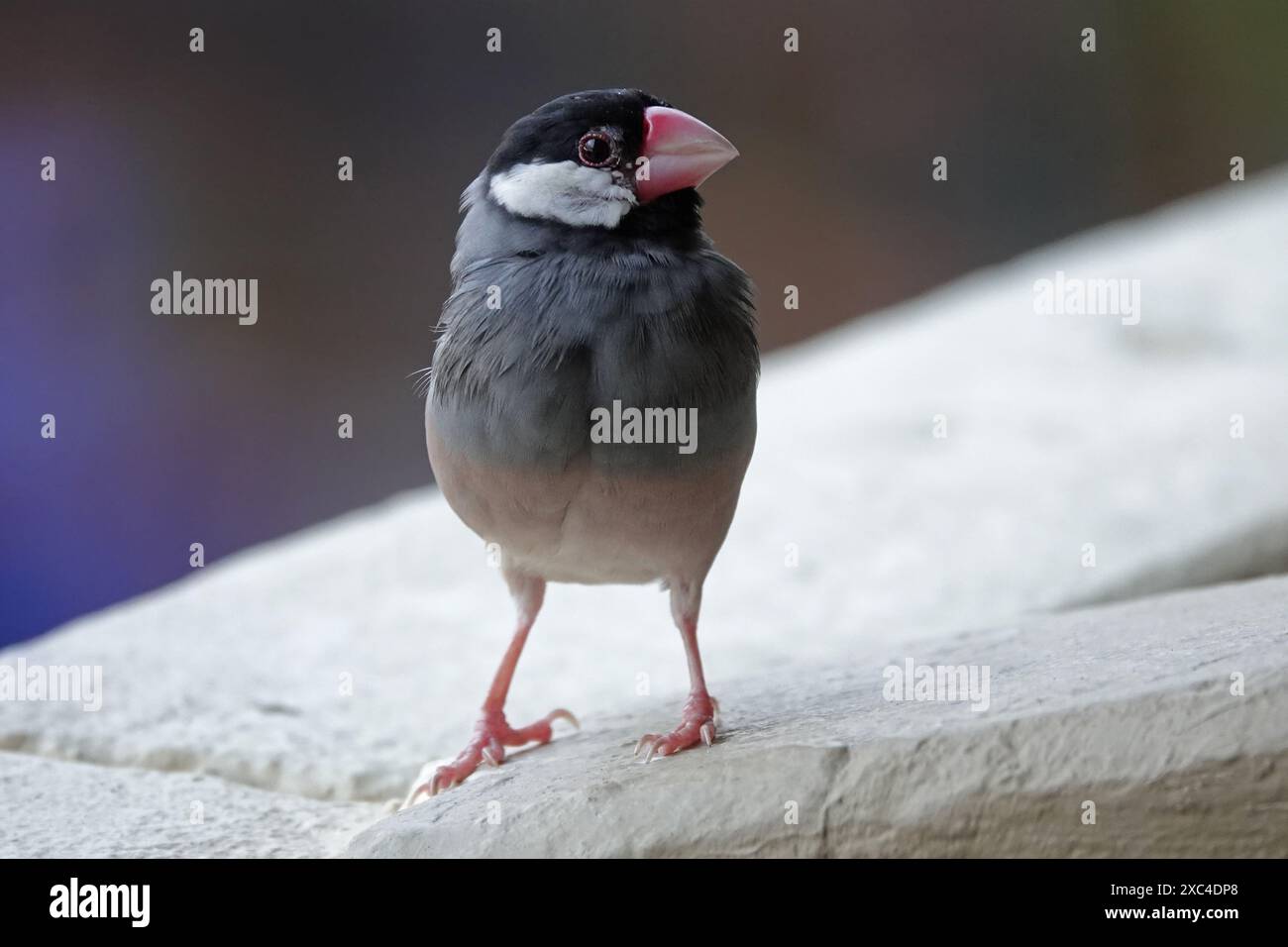 20240514 96 hi-res stock photography and images - Alamy