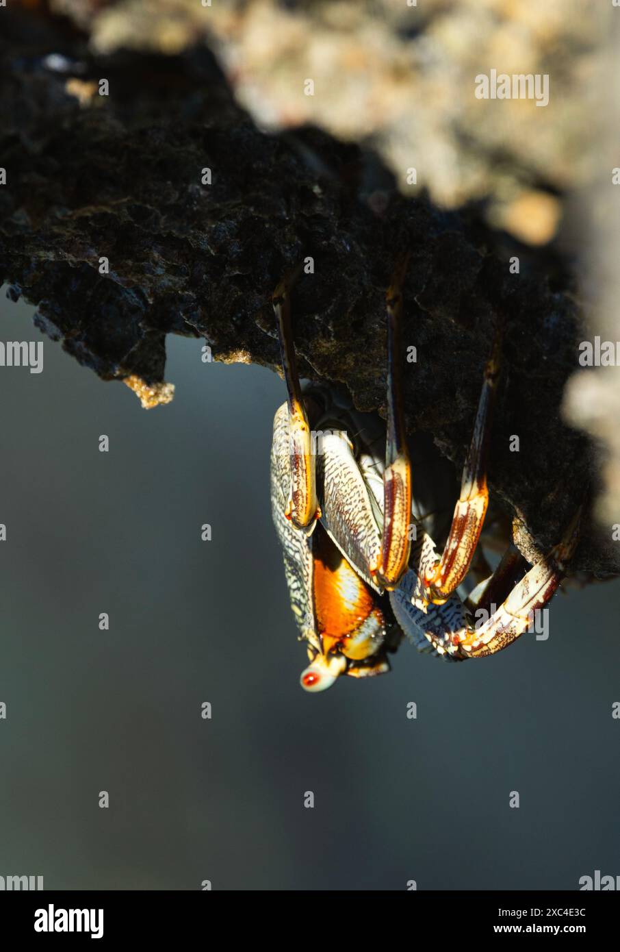 A fast-moving crab that prefer the rocky tidal zones. The Red Shore ...