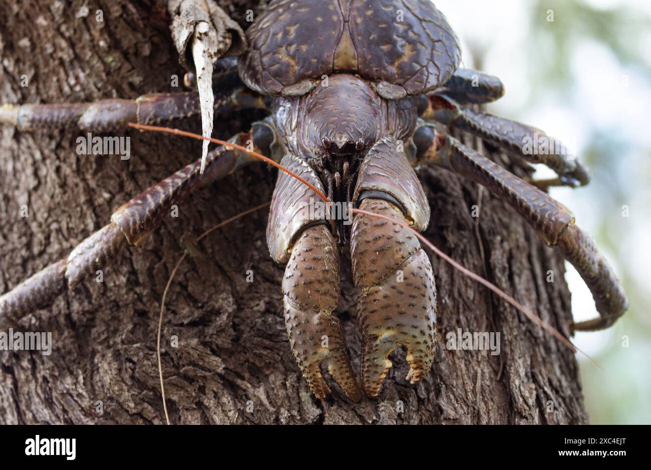 The Coconut or Robber Crab is the largest of the land living Hermit ...