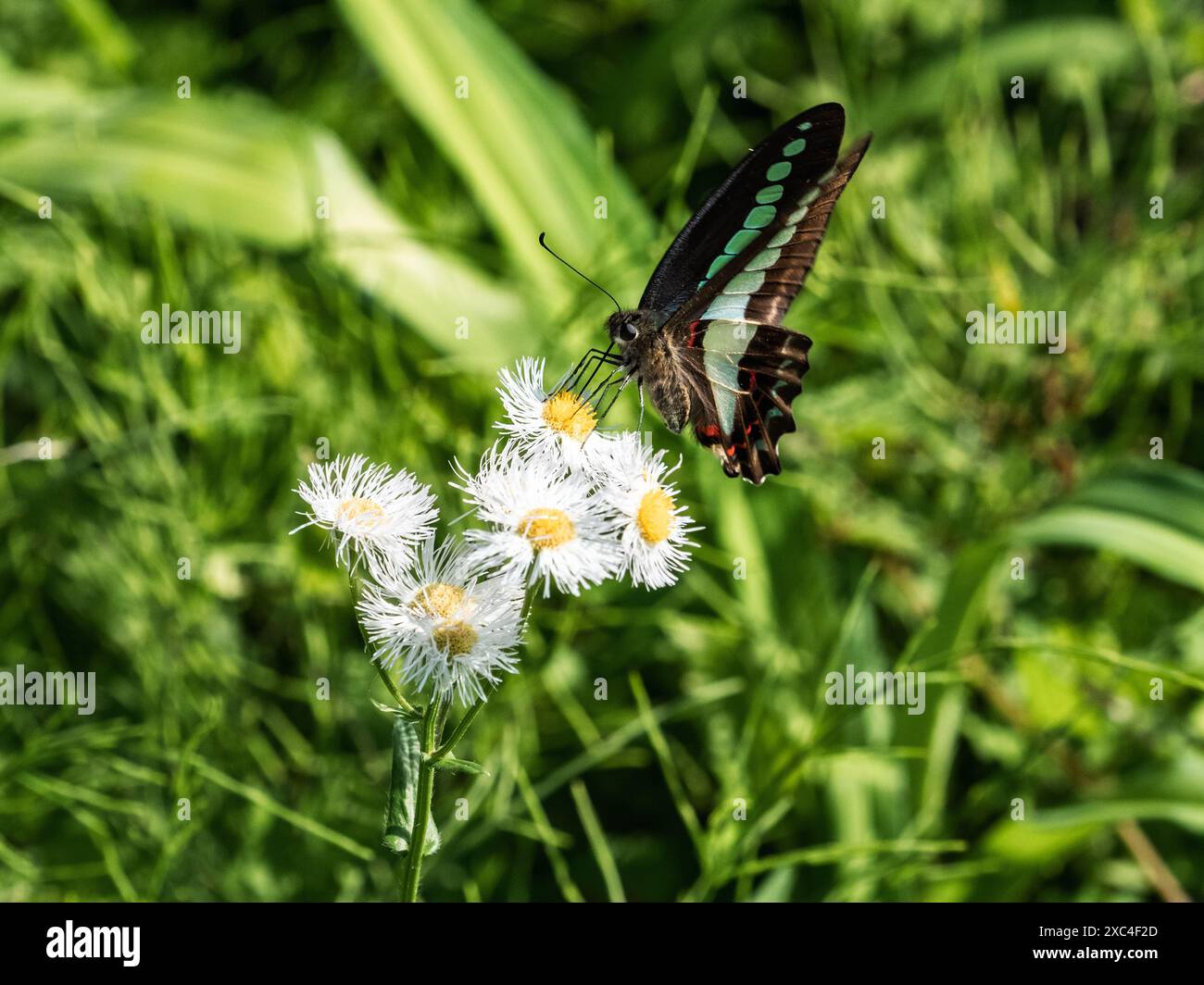 Japanese common bluebottle hi-res stock photography and images - Alamy