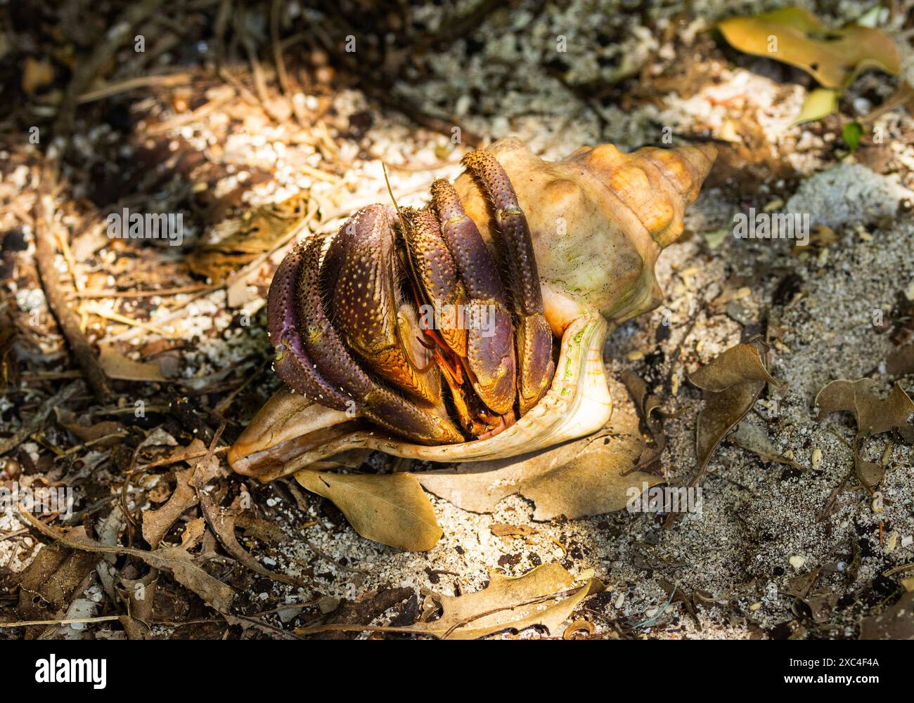 The Land Hermit Crab is one of the larger members of the family, They ...