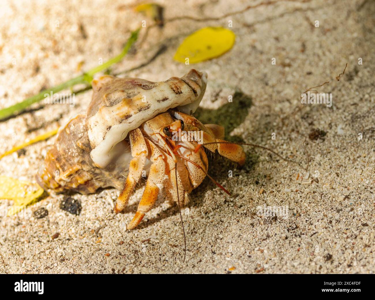 The Land Hermit Crab is one of the larger members of the family, They ...